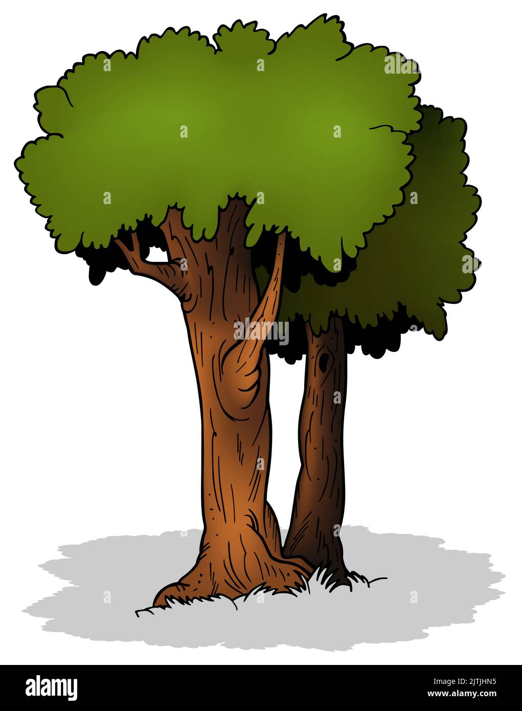 Deciduous tree colored cartoon illustration Cut Out Stock Images ...