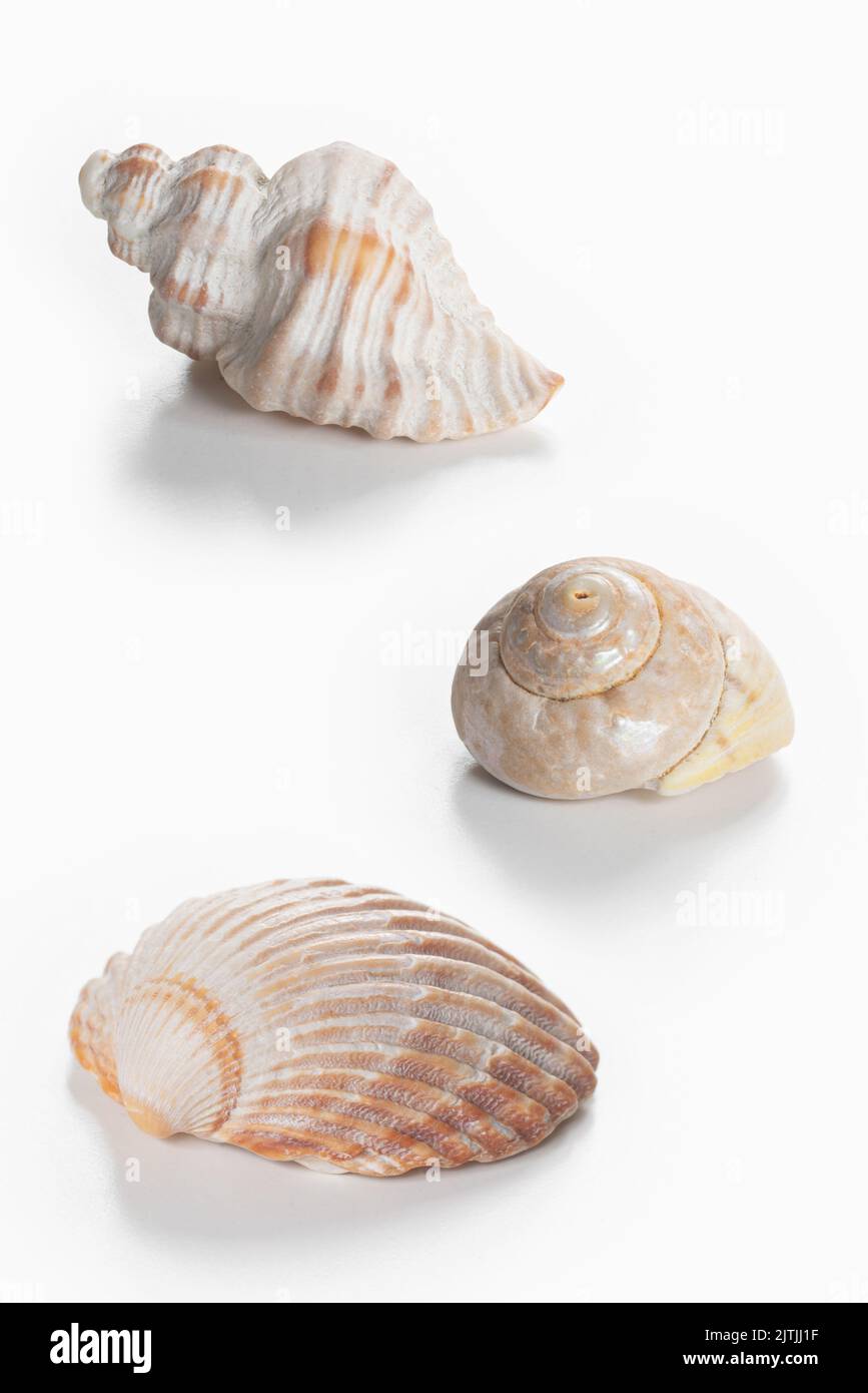 Collection of shea shells against white background with copy space ...