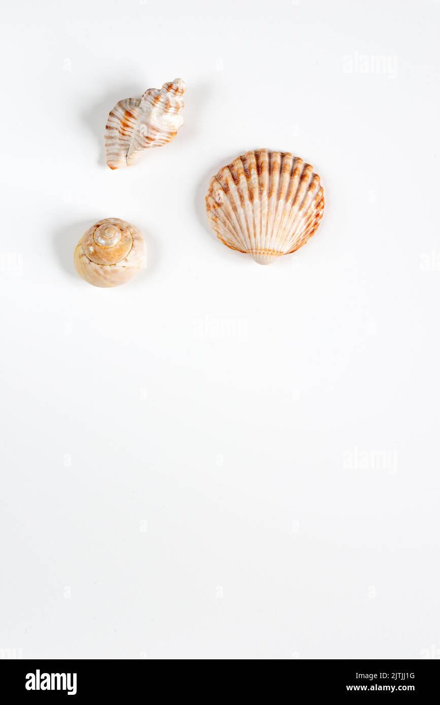 Collection of shea shells against white background with copy space ...