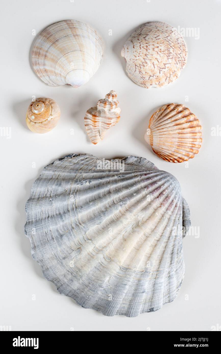 Collection of shea shells well ordered against white background Stock ...