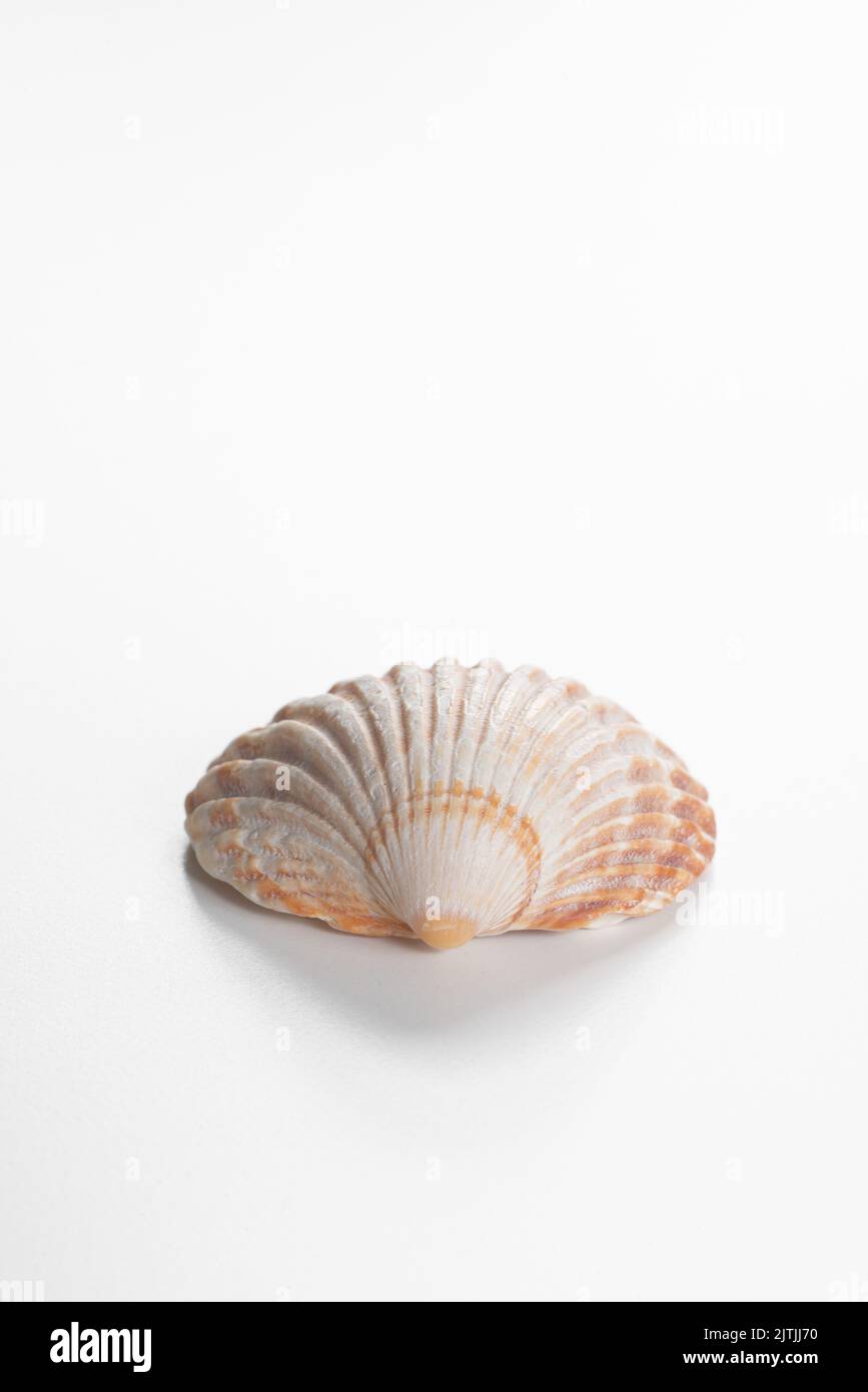 Clam shell against white background with copy space Stock Photo - Alamy