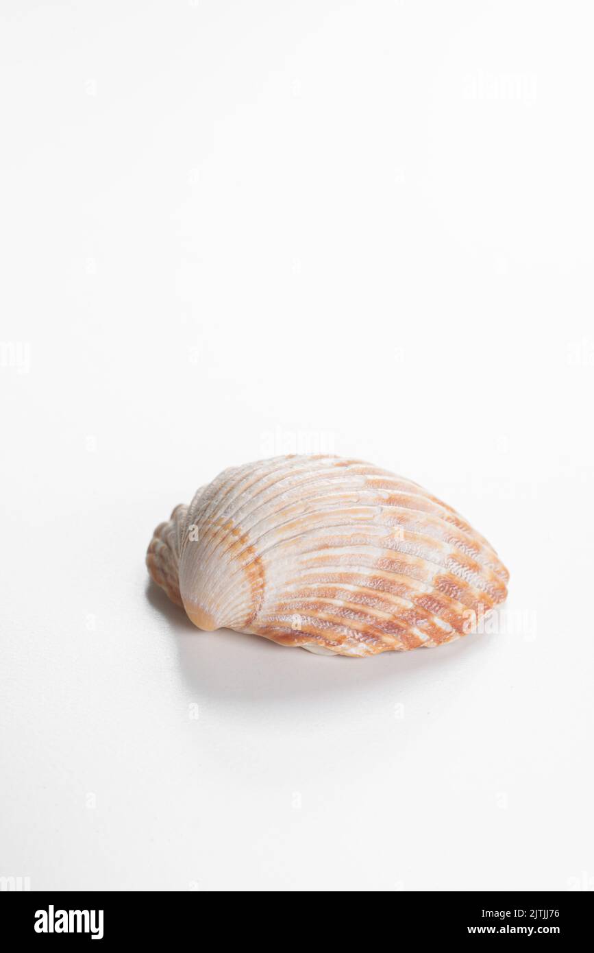 Clam shell against white background with copy space Stock Photo - Alamy