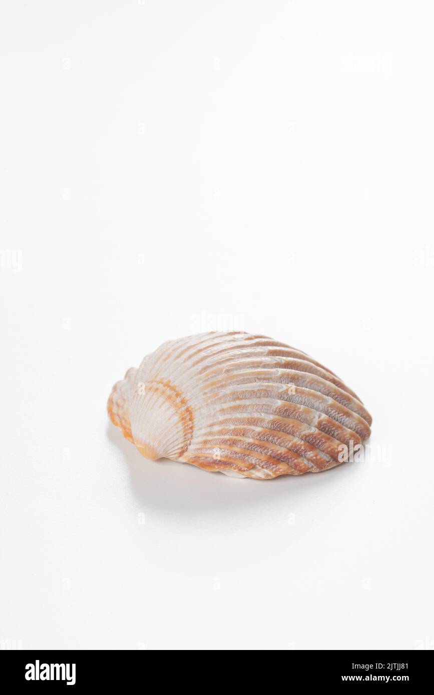 Clam shell against white background with copy space Stock Photo - Alamy
