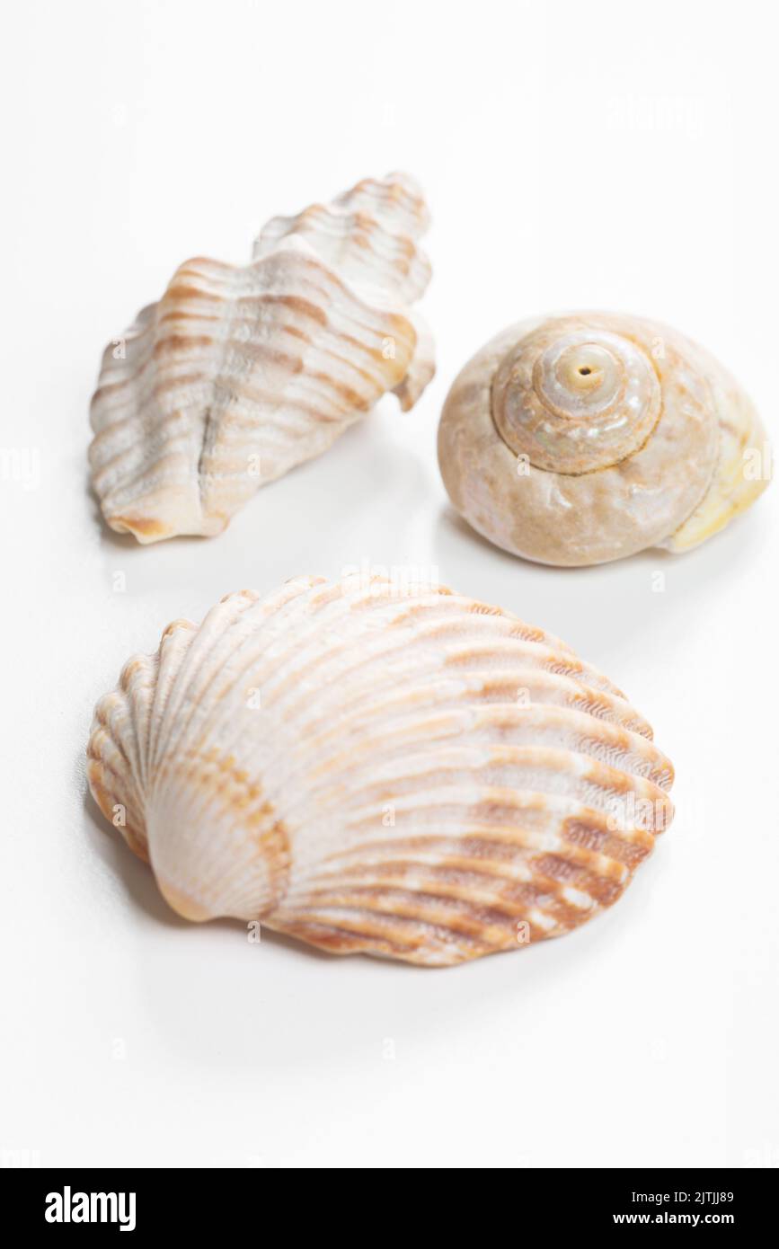 Collection of shea shells well ordered against white background Stock ...