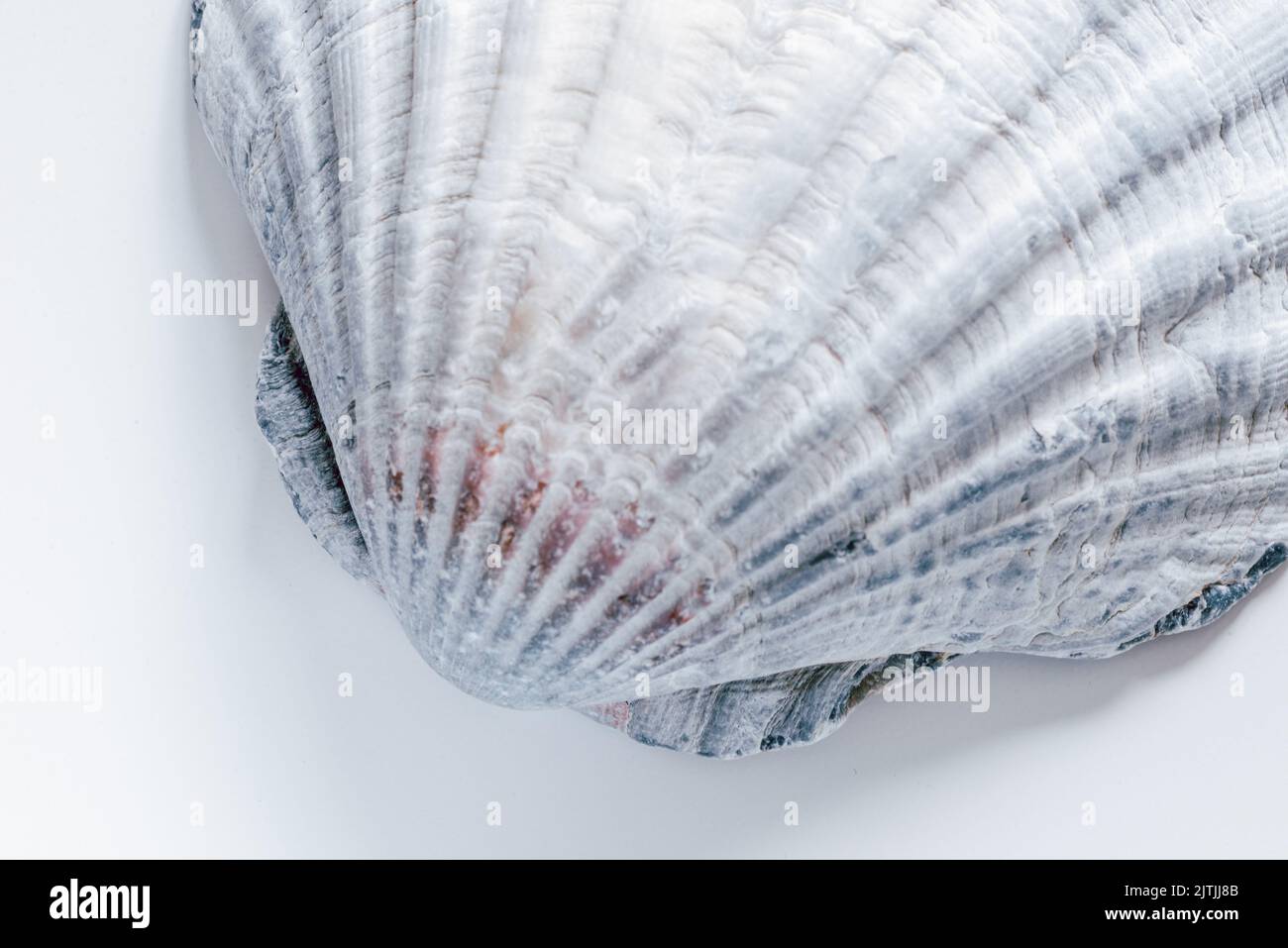 Closeup of a scallop shell against white background with copy space ...