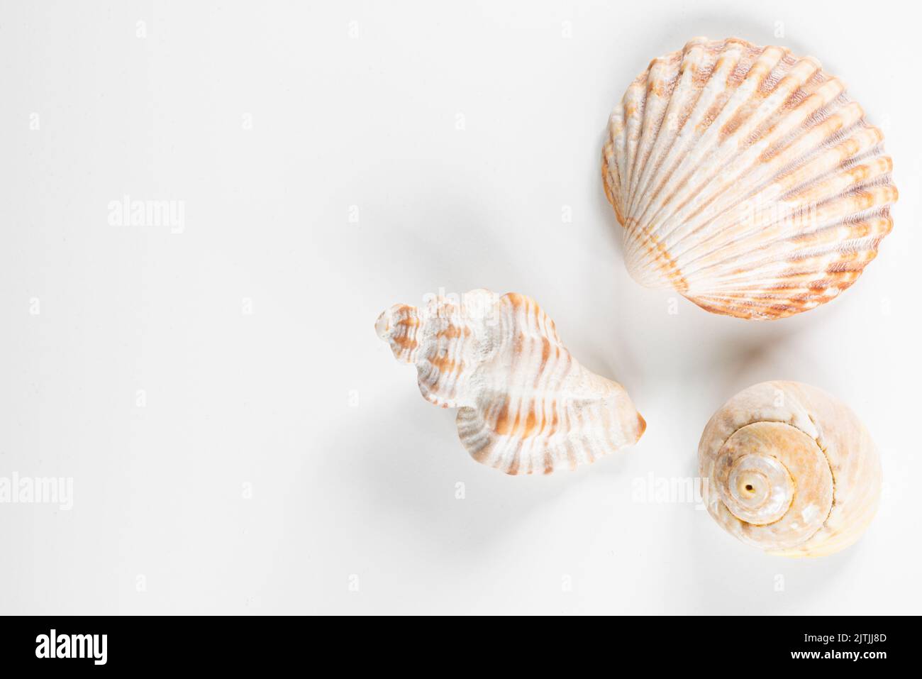 Collection of shea shells against white background with copy space ...