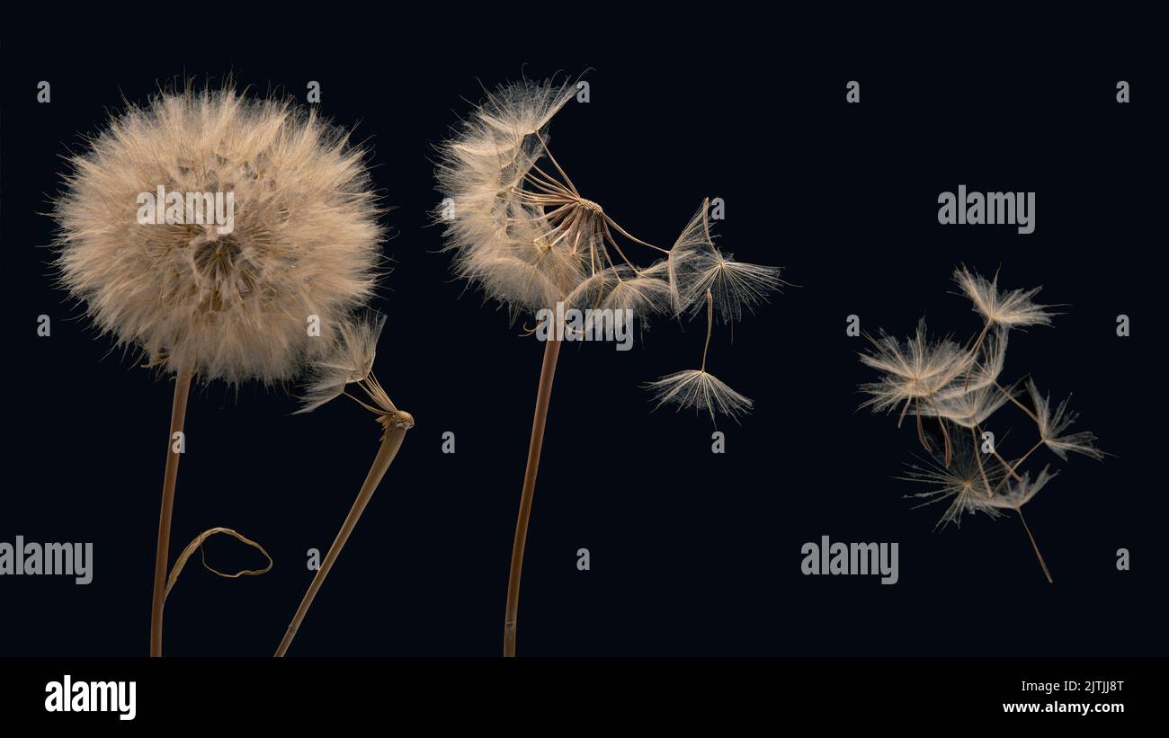 dandelion seeds fly from a flower on a dark background. botany and ...