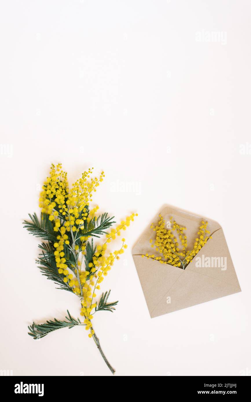 Branches of a beautiful mimosa flower in a craft envelope on a white ...