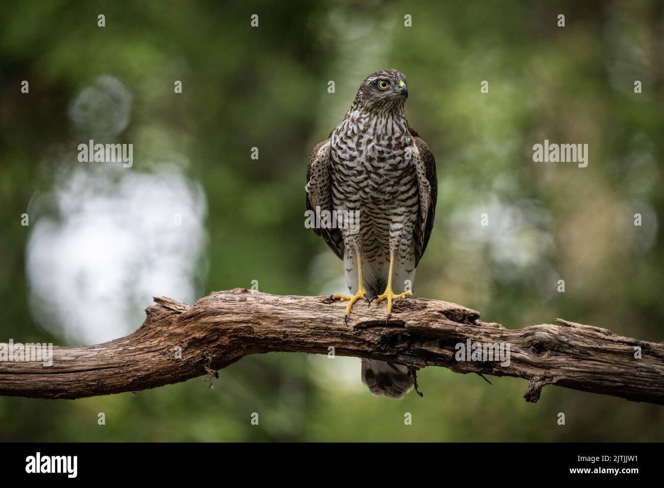 beautiful sparrow-hawk resting on a tree Stock Photo - Alamy