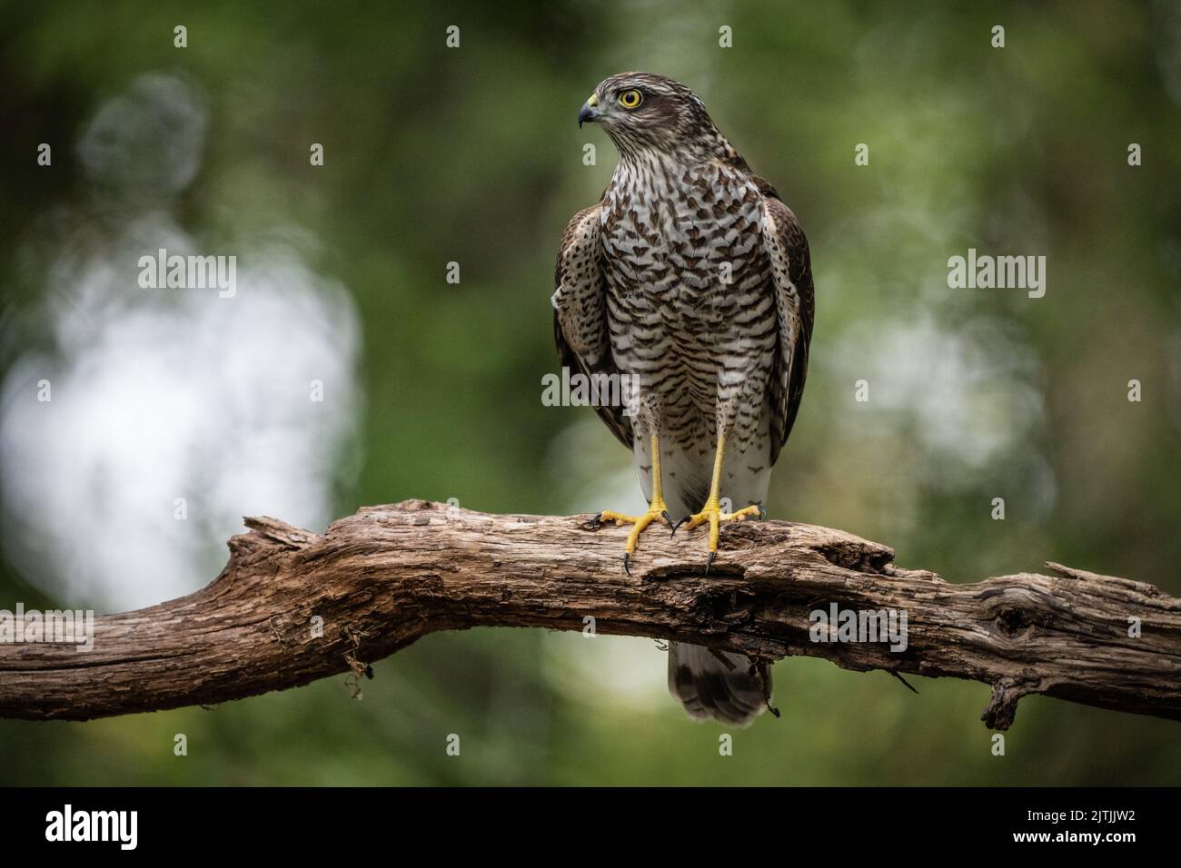 Japanese sparrow hawk hi-res stock photography and images - Alamy
