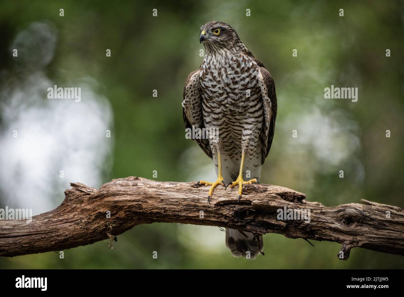 Japanese sparrow hawk hi-res stock photography and images - Alamy