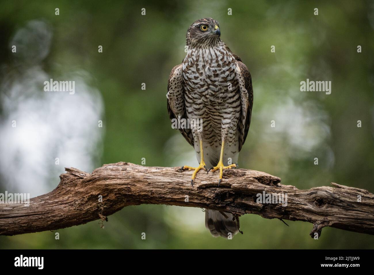 beautiful sparrow-hawk resting on a tree Stock Photo - Alamy