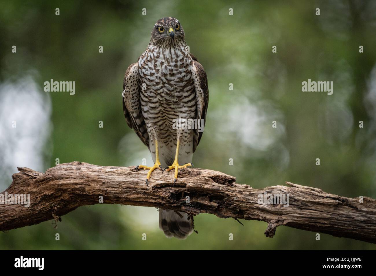 beautiful sparrow-hawk resting on a tree Stock Photo - Alamy