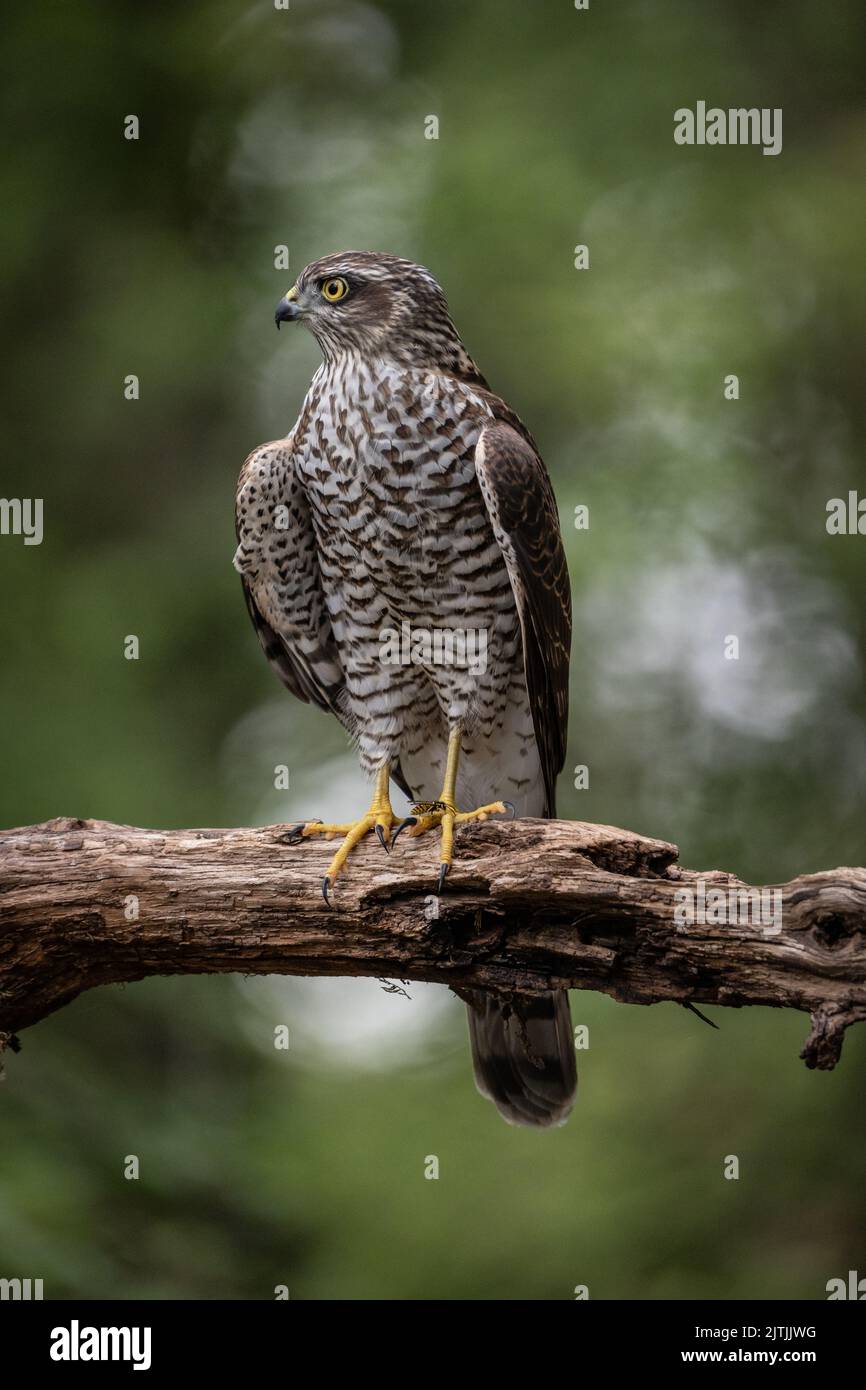 beautiful sparrow-hawk resting on a tree Stock Photo - Alamy