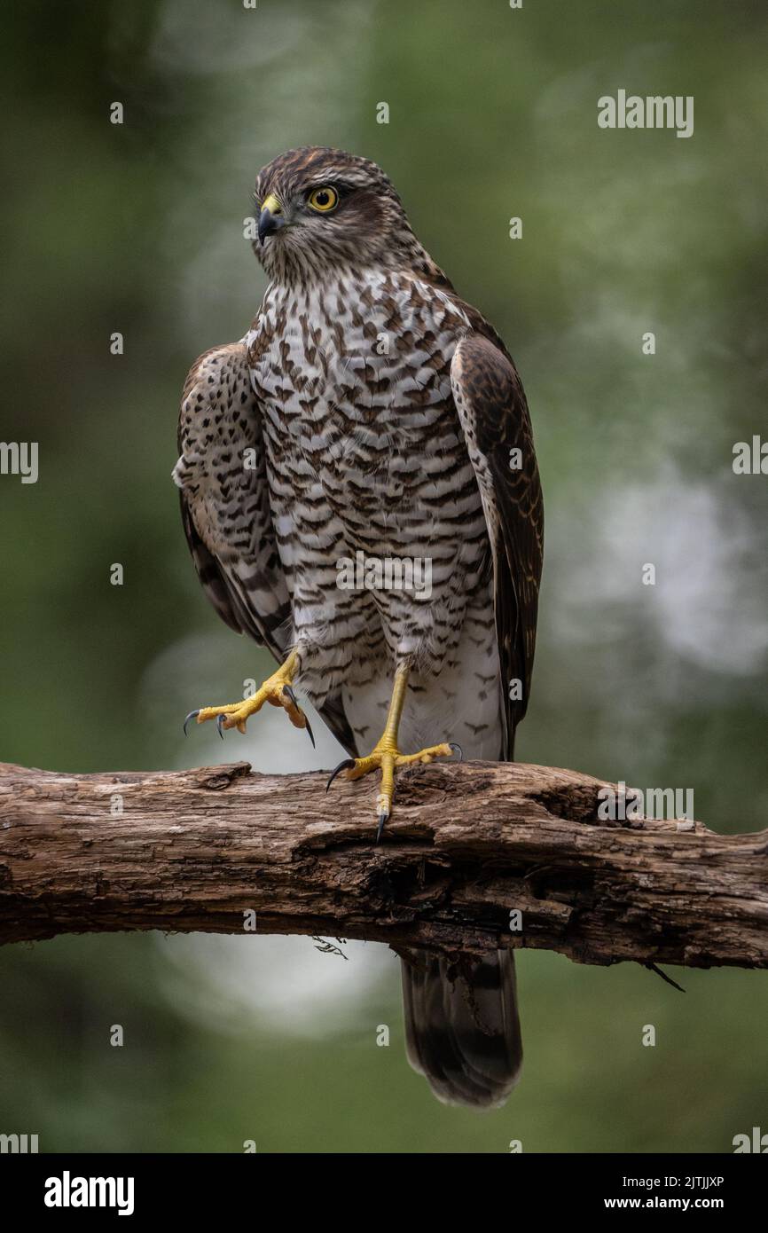 Japanese sparrow hawk hi-res stock photography and images - Alamy