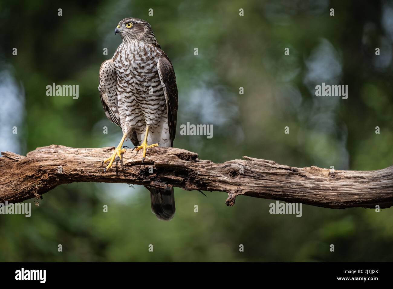 Japanese sparrow hawk hi-res stock photography and images - Alamy