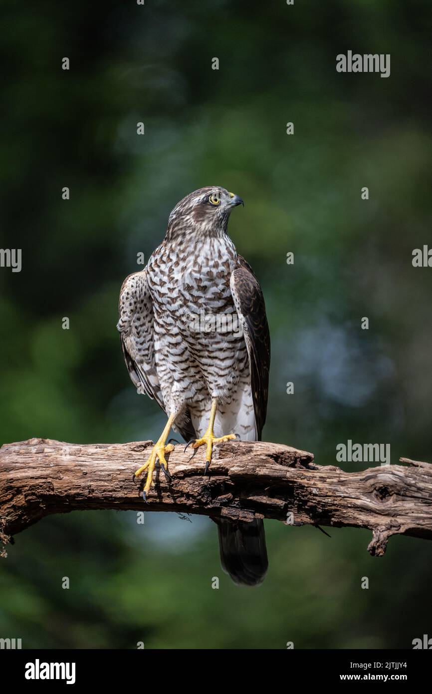 Japanese sparrow hawk hi-res stock photography and images - Alamy