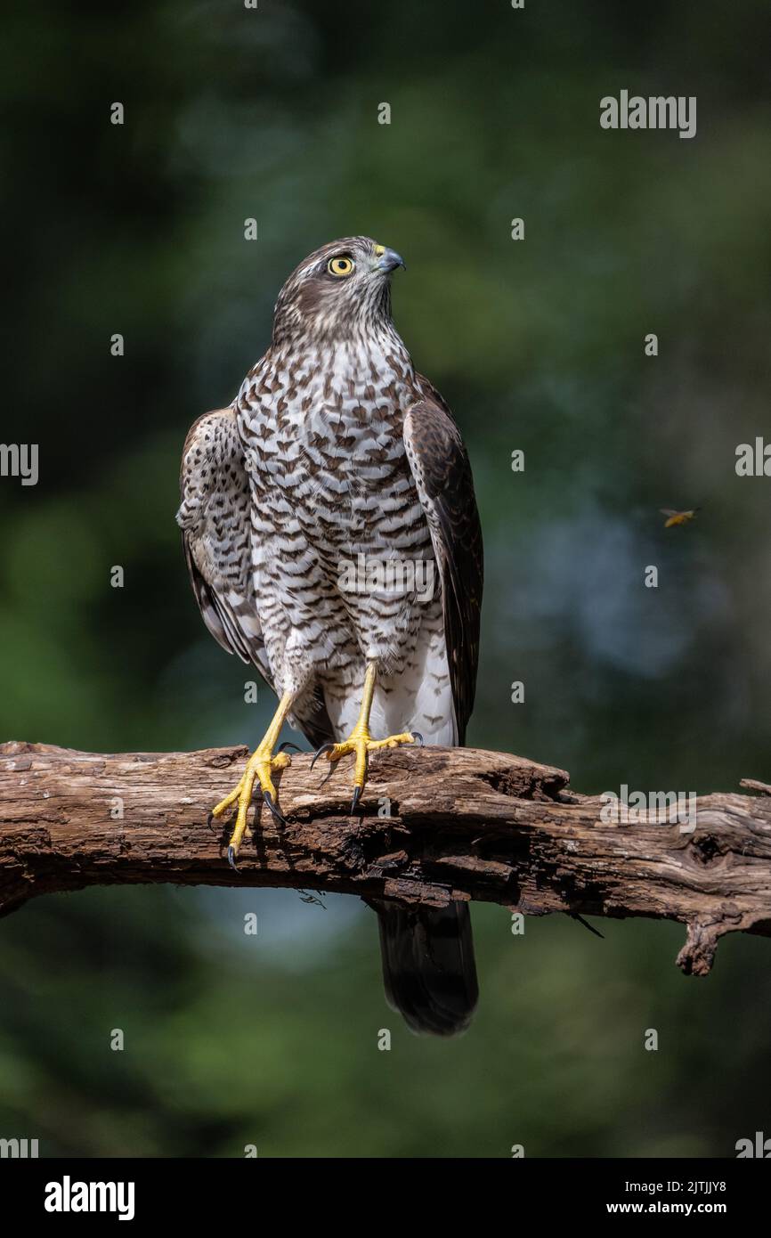 Japanese sparrow hawk hi-res stock photography and images - Alamy