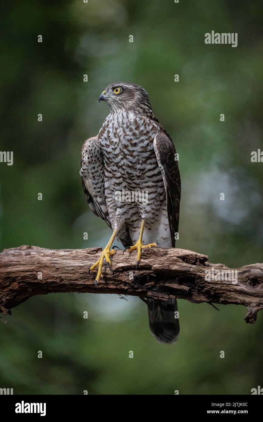 beautiful sparrow-hawk resting on a tree Stock Photo - Alamy
