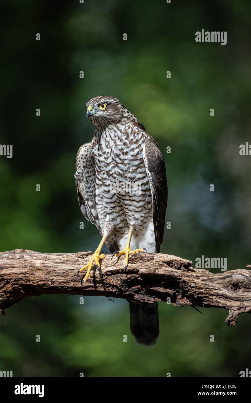 Japanese sparrow hawk hi-res stock photography and images - Alamy