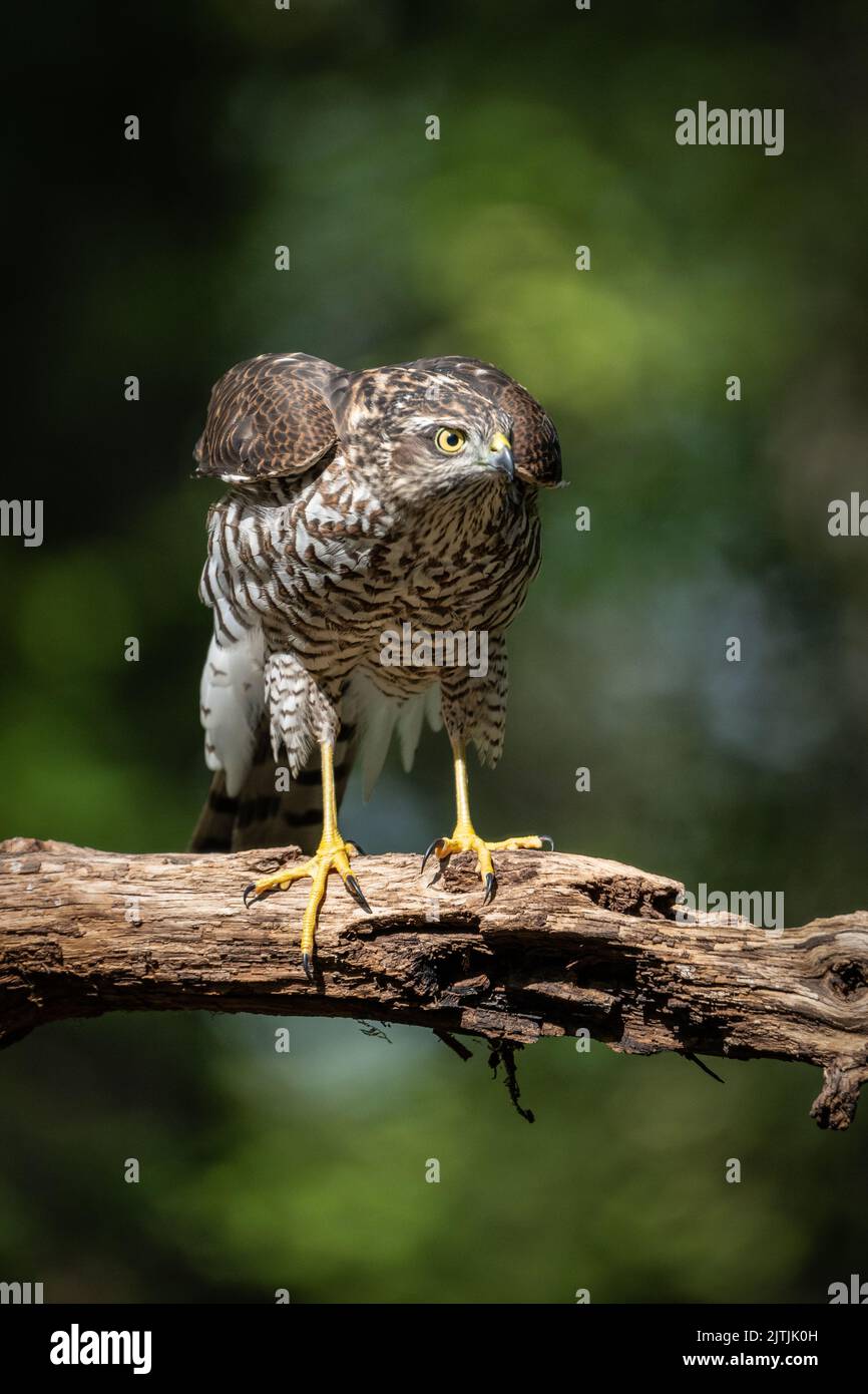 Japanese sparrow hawk hi-res stock photography and images - Alamy