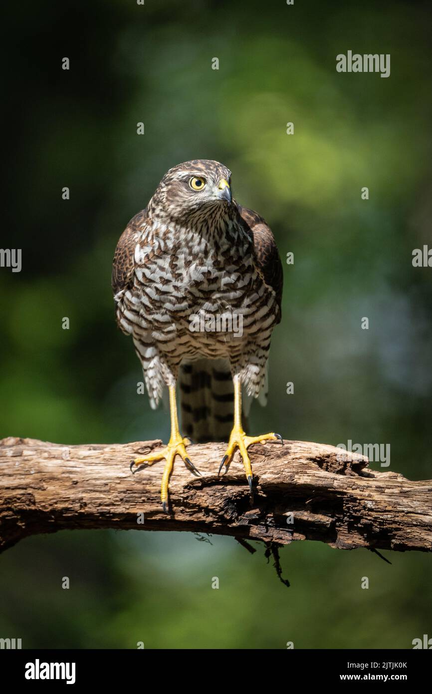 Japanese sparrow hawk hi-res stock photography and images - Alamy