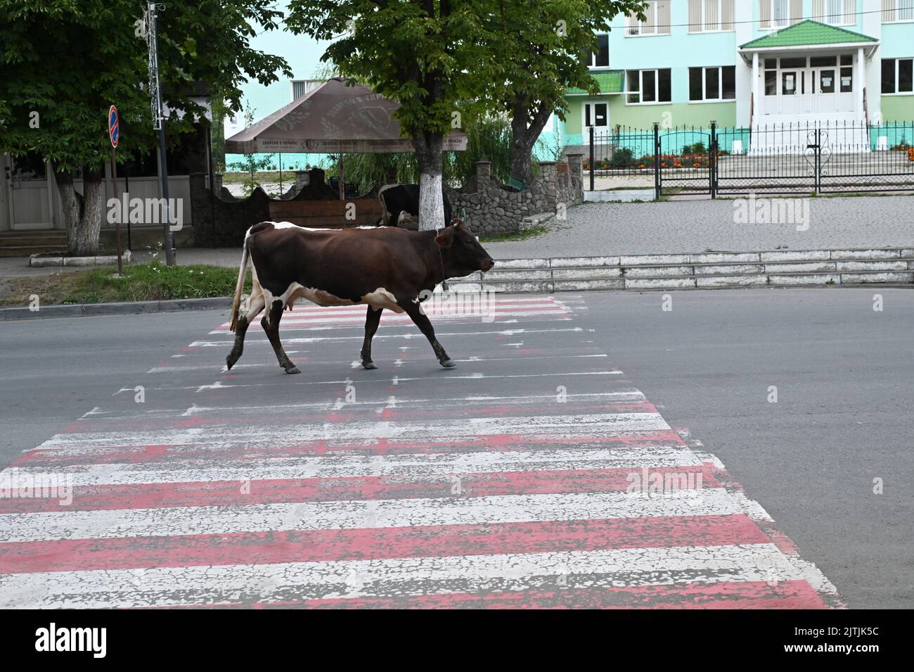 VERKHOVYNA, UKRAINE - AUGUST 5, 2022 - A cow walks along a street ...