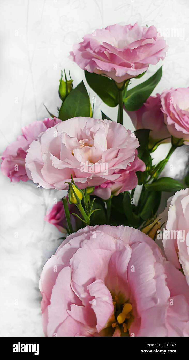 Bouquet of multi-colored eustoma. Pink and lilac with white flowers on ...