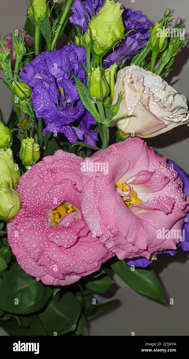 Bouquet of multi-colored eustoma. Pink and lilac with white flowers on ...