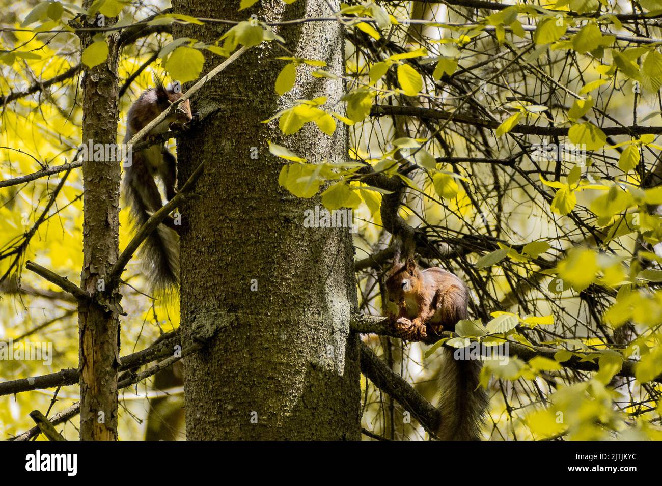 The squirrels on the tree in the forest Stock Photo - Alamy
