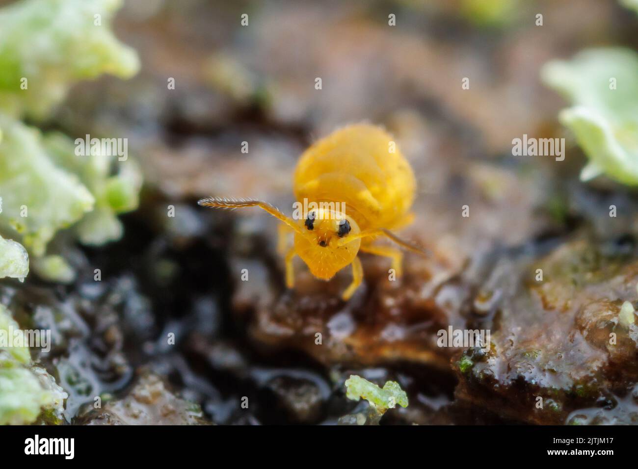 Sminthurinus henshawi hi-res stock photography and images - Alamy