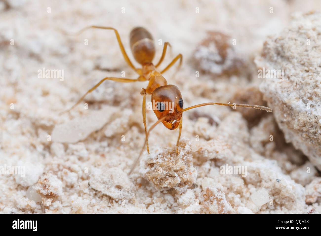 A Pyramid Ant (Dorymyrmex sp.) worker forages in a sandy habitat Stock ...