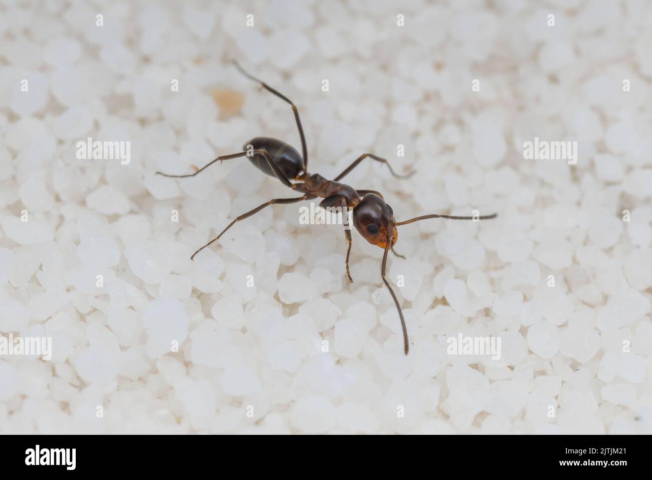 A Pyramid Ant (Dorymyrmex sp.) worker forages in a sandy habitat Stock ...