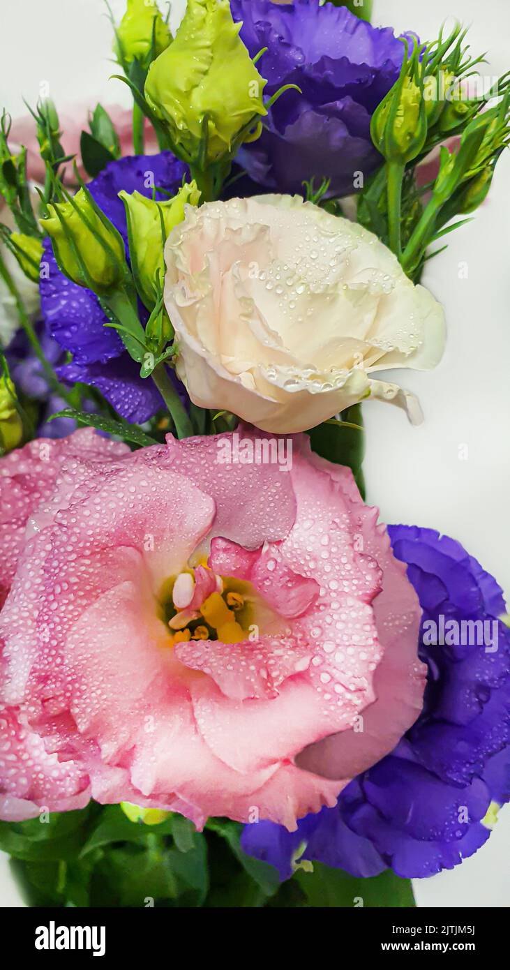 Bouquet of multi-colored eustoma. Pink and lilac with white flowers on ...