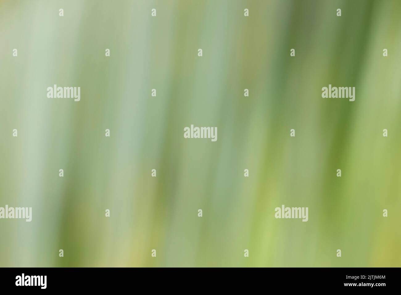 Abstract green blurred background and sunlight Stock Photo - Alamy