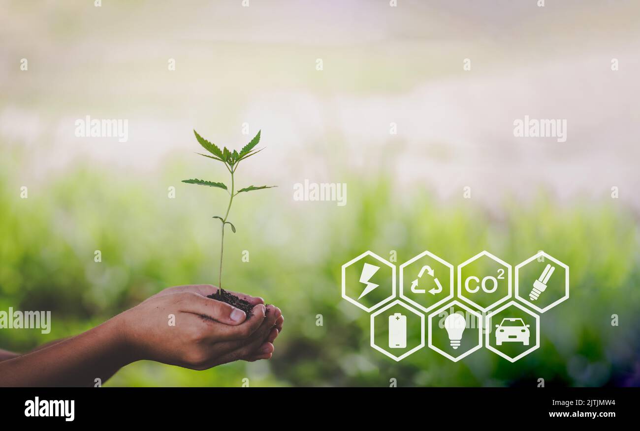 Hand holding seedlings with environment icons over the Network connection on nature background ...
