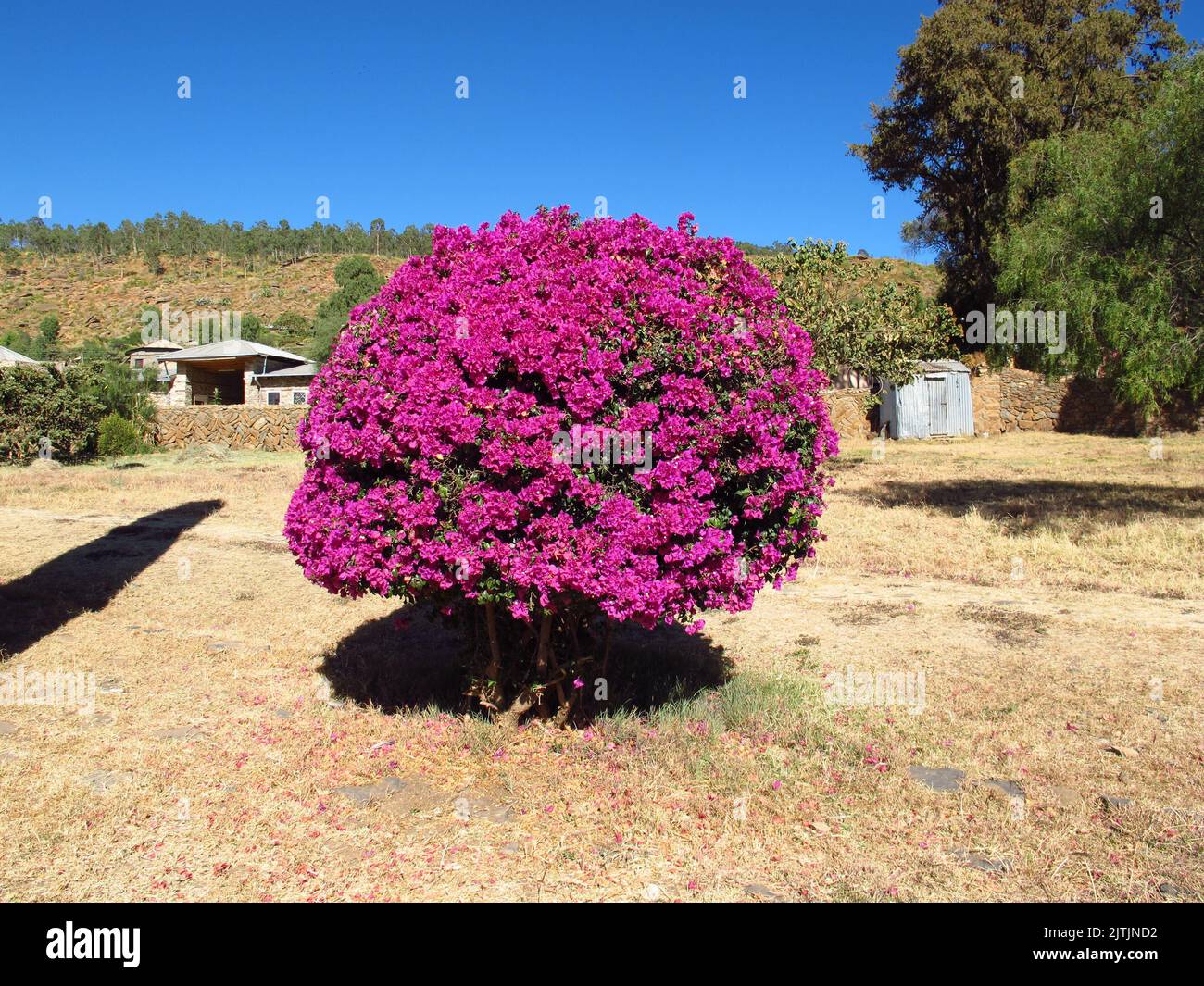 Ethiopia tigray flower hi-res stock photography and images - Alamy