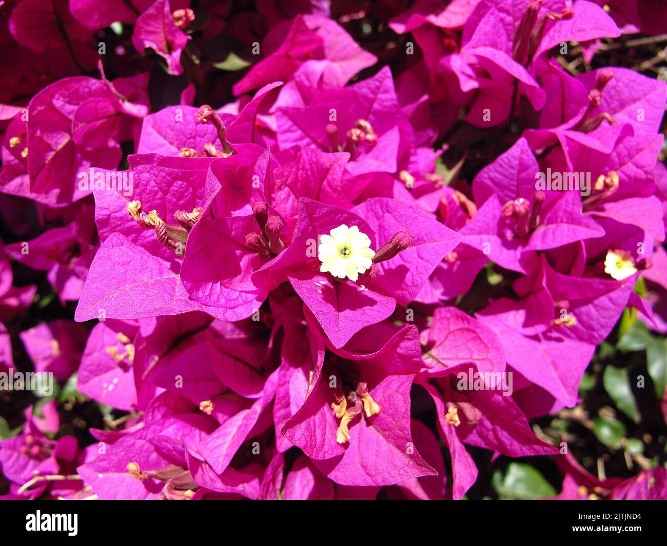 Ethiopia tigray flower hi-res stock photography and images - Alamy