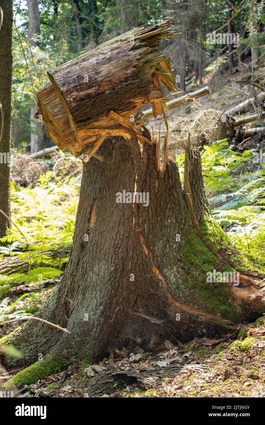 Big tree stump in the forest Stock Photo - Alamy