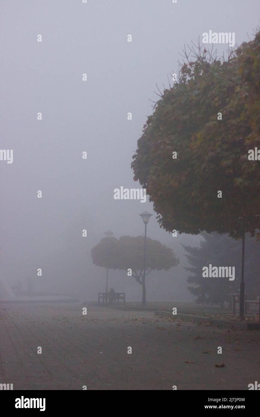 A vertical shot of a foggy park with trees in a mystical area Stock ...
