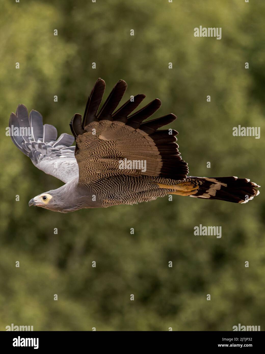 A vertical shot of a harrier hawk in Banham Zoo, Norfolk, England Stock ...