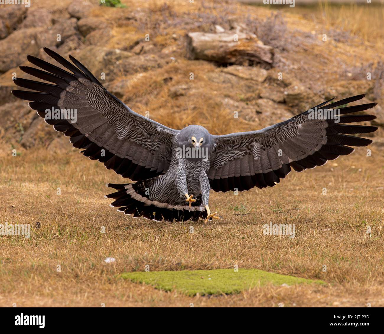 Harrier hawk uk hi-res stock photography and images - Alamy