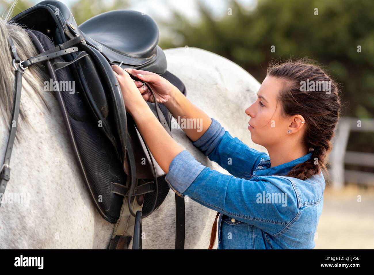 Side view of a young girl putting a saddle on a white horse in a stable ...