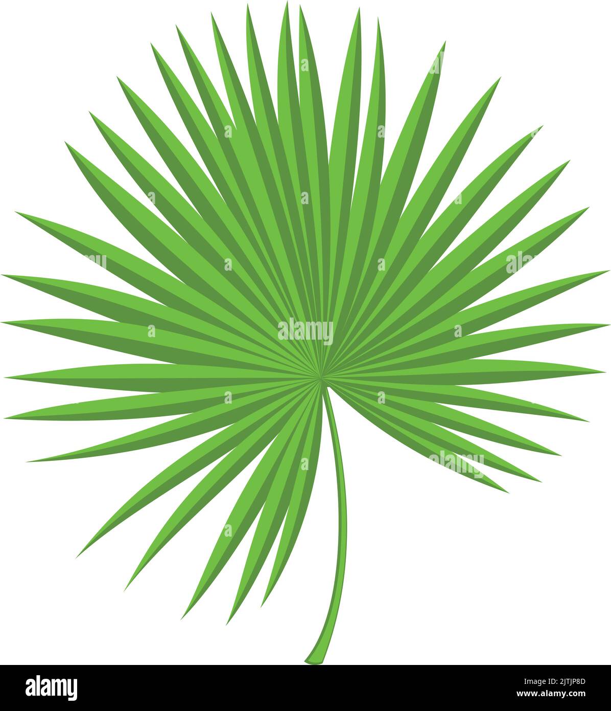 Green fan leaf. Natural jungle palm branch Stock Vector Image & Art - Alamy
