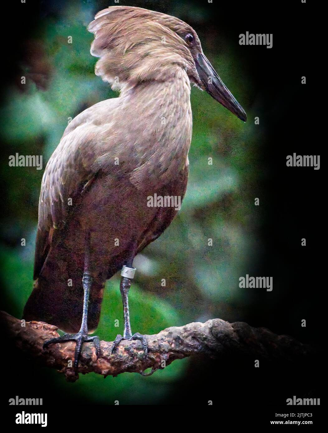 Hamerkop portrait hi-res stock photography and images - Alamy