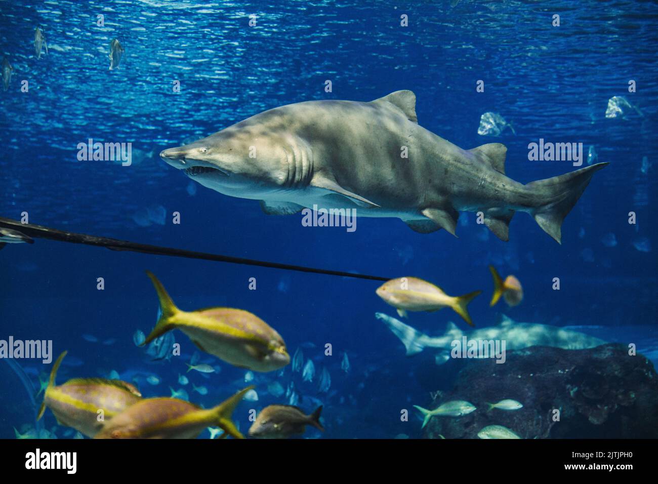 A sand tiger shark (Carcharias taurus) in Ripley's Aquarium of Canada ...