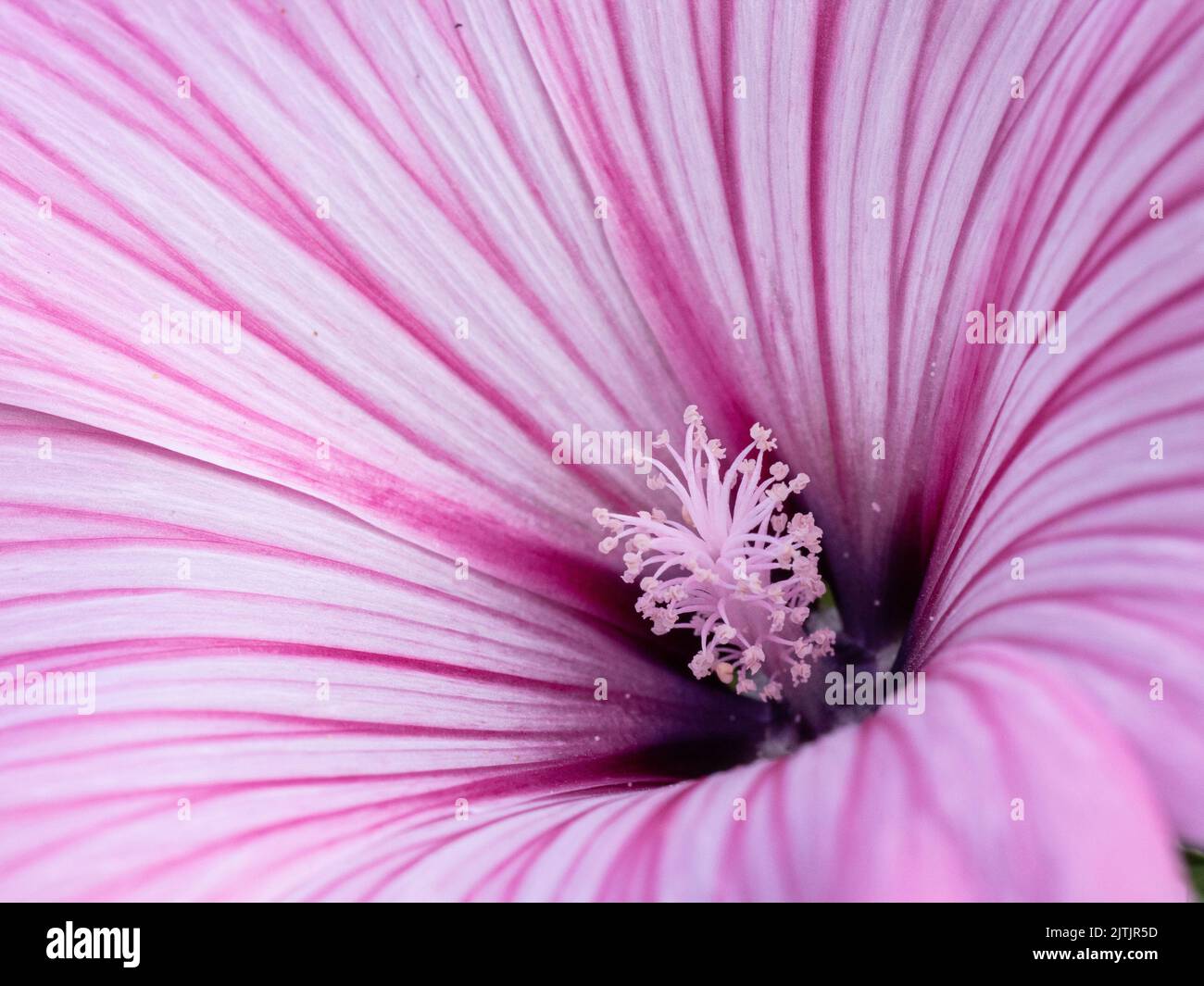 A close up of the bright pinks markings at the centre of a Lavatera ...