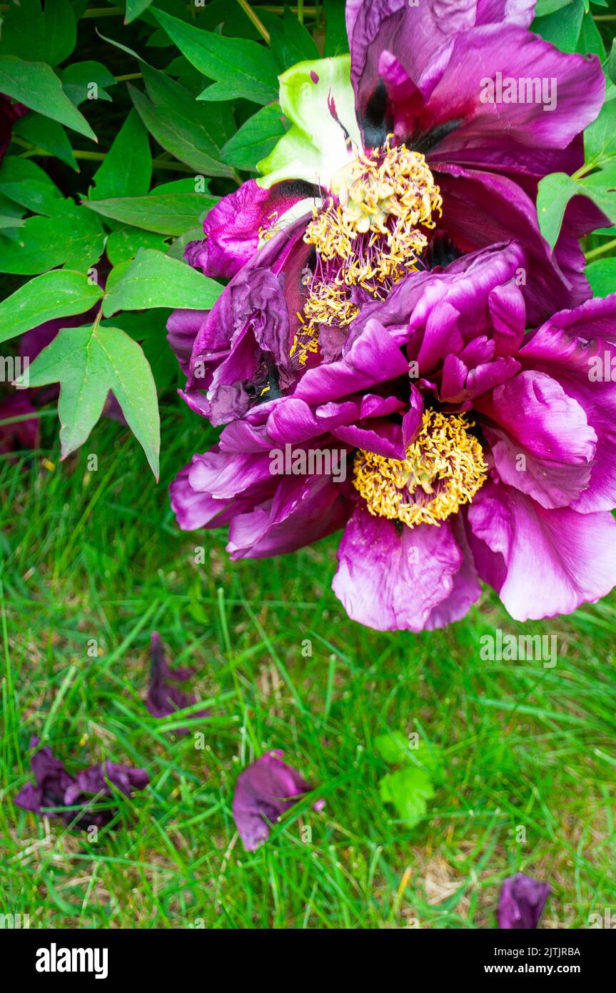 A bush of beautiful dark pink tree peony flower Stock Photo - Alamy