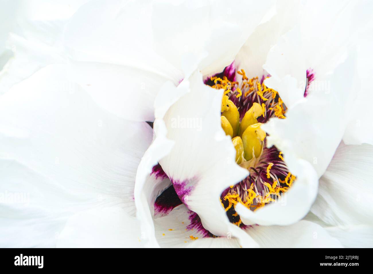 White color tree hi-res stock photography and images - Alamy