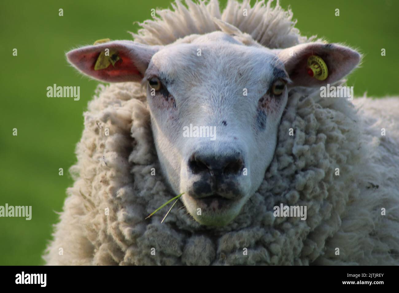 The texel is a breed of domestic sheep hi-res stock photography and ...